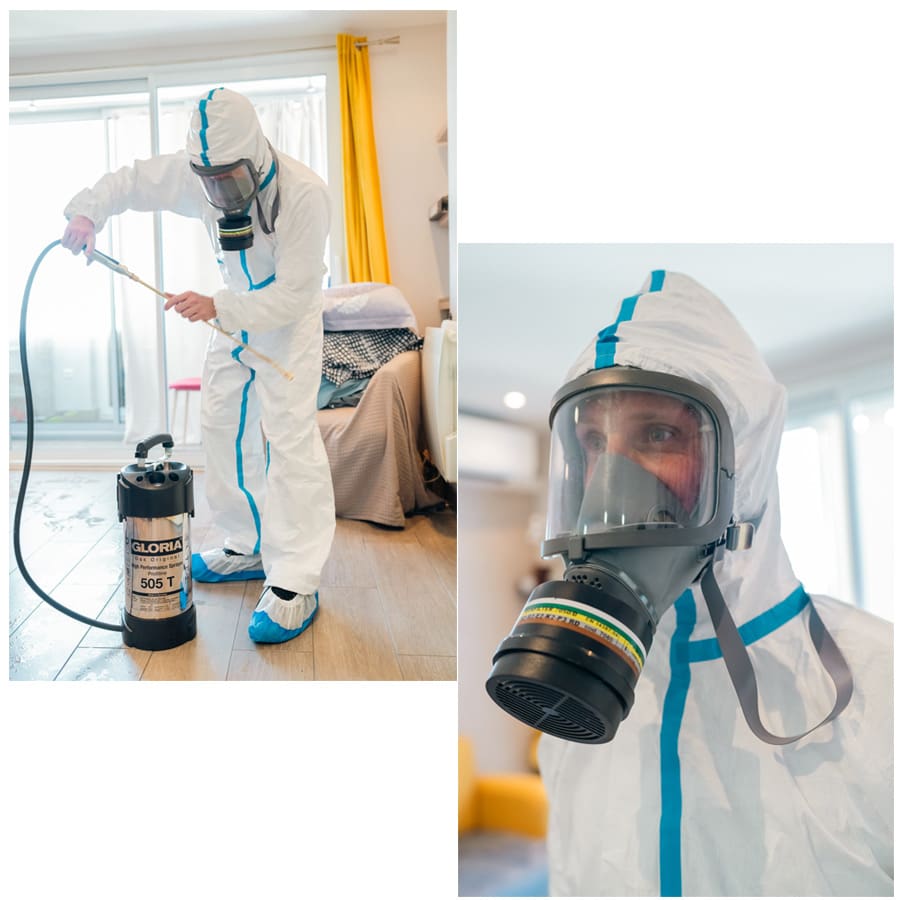 Insecticlean Dératisation - Désinfection - Désinsectisation à Marseille